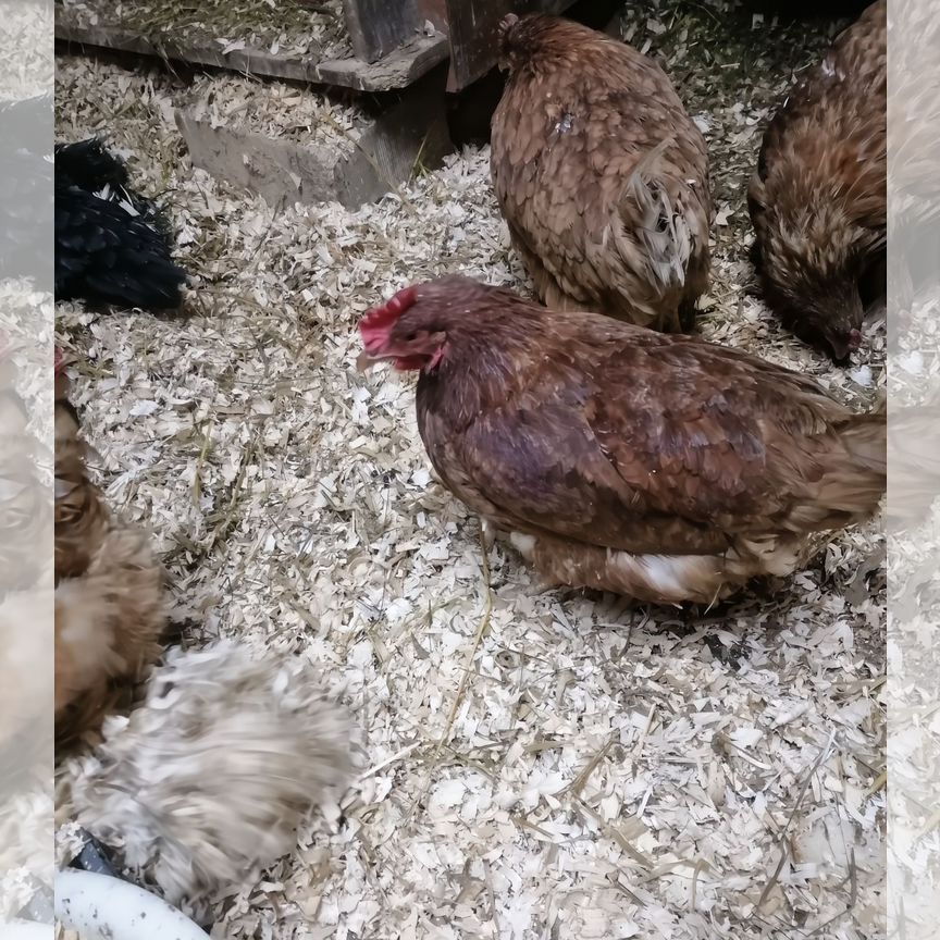 Куры несушки