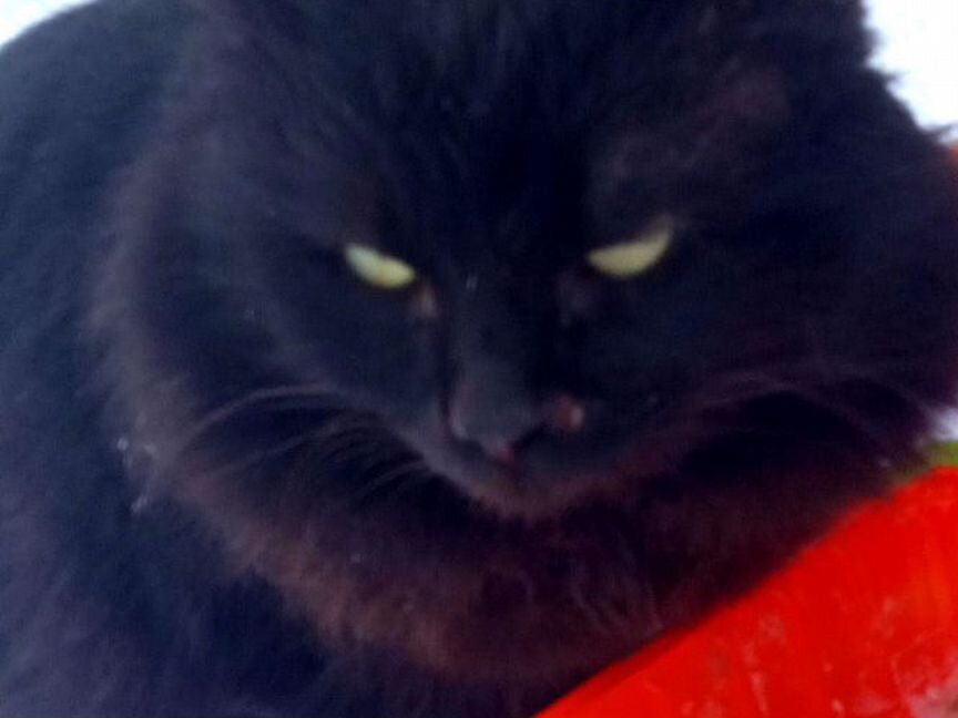 Кот чёрный, сибирский Туча