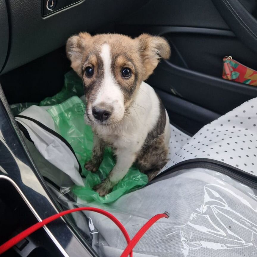 Щенок в добрые руки