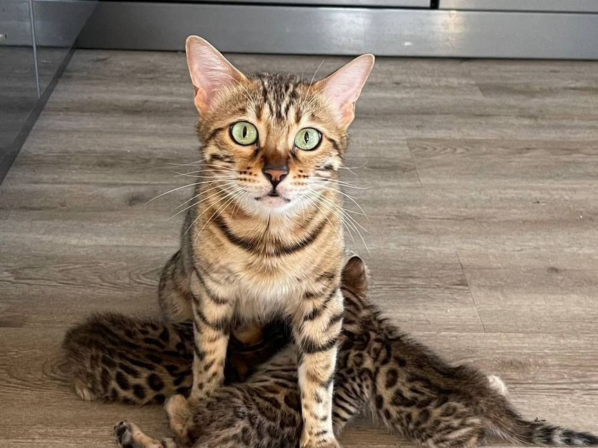 Бенгальские котята