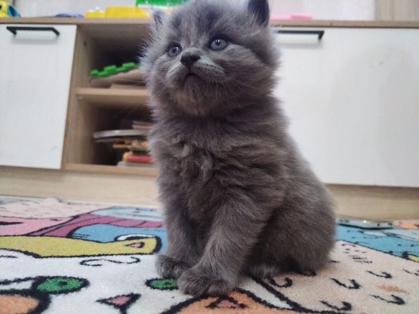 Британская кошка