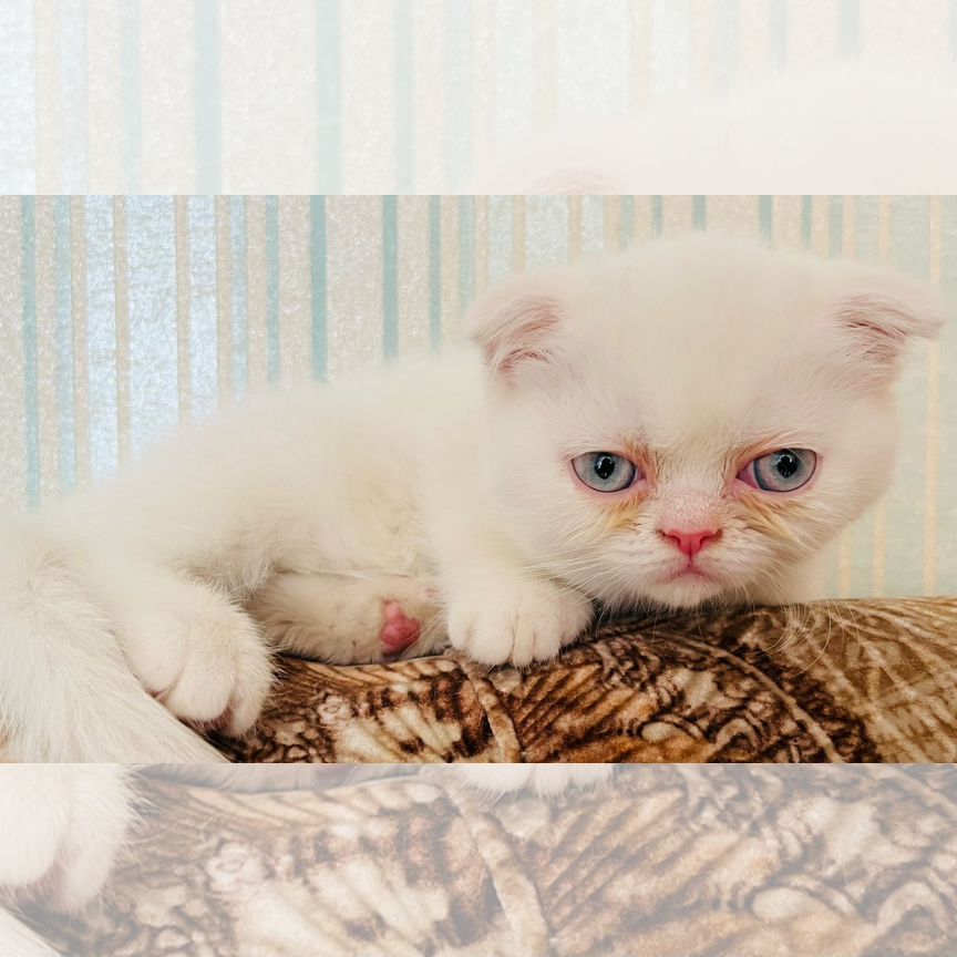 Персидские кошечки
