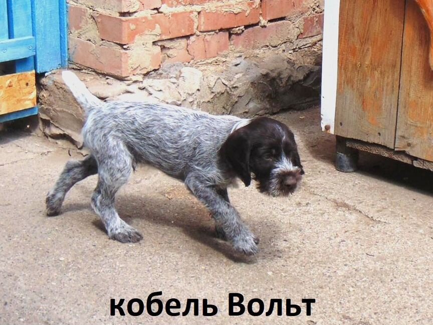 Продажа щенков породы дратхаар