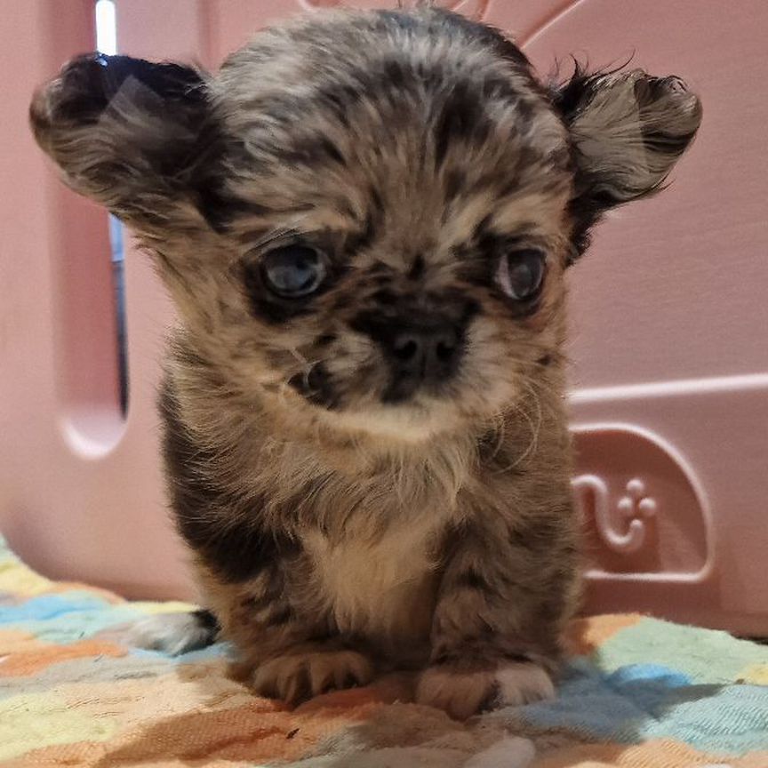 Девочка окрас мерль