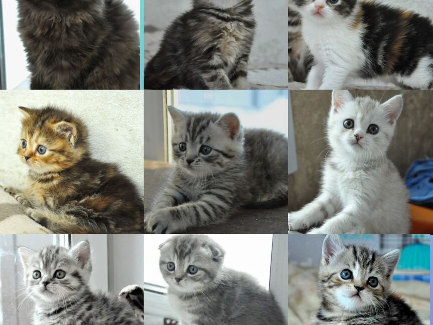 Шотландские вислоухие котята