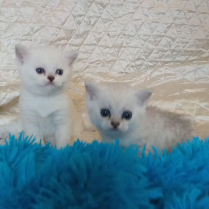 Британские котята породы шиншилла Сolour point