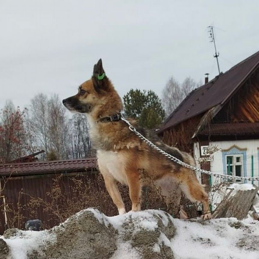 Взрослая собака в добрые руки