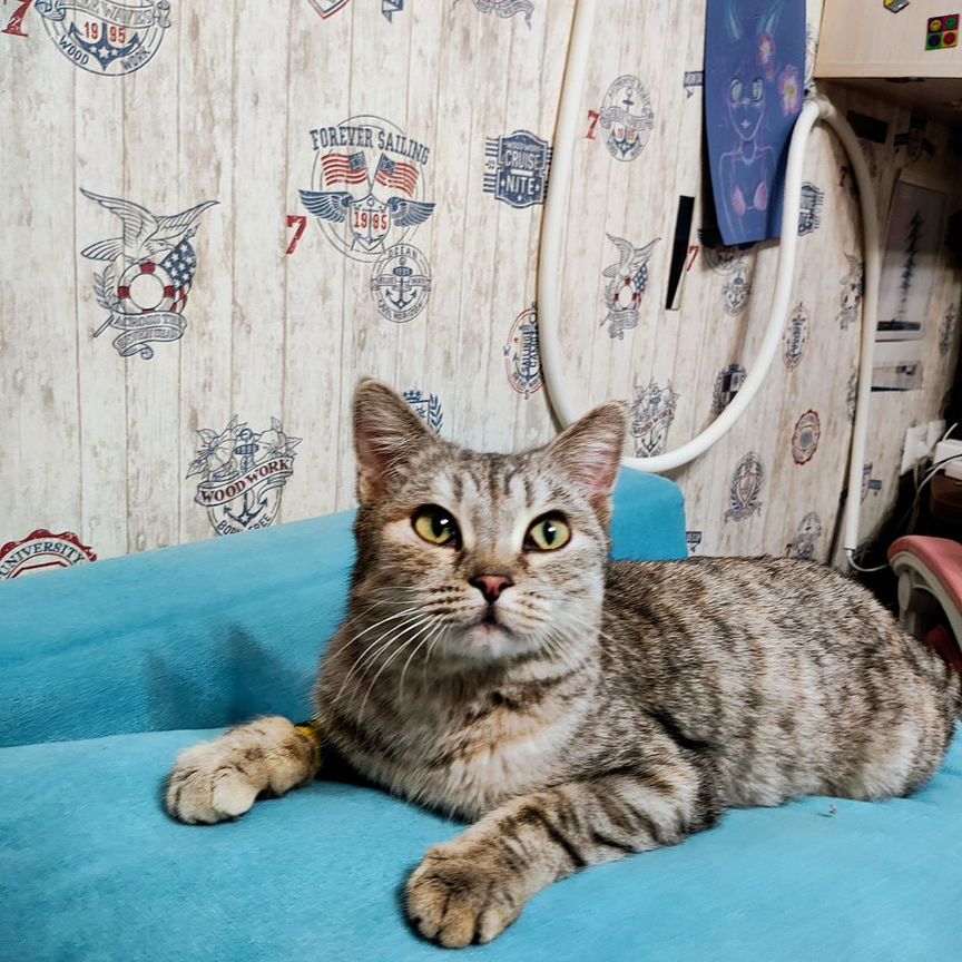 Кошка