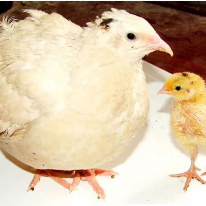 Перепела продажа