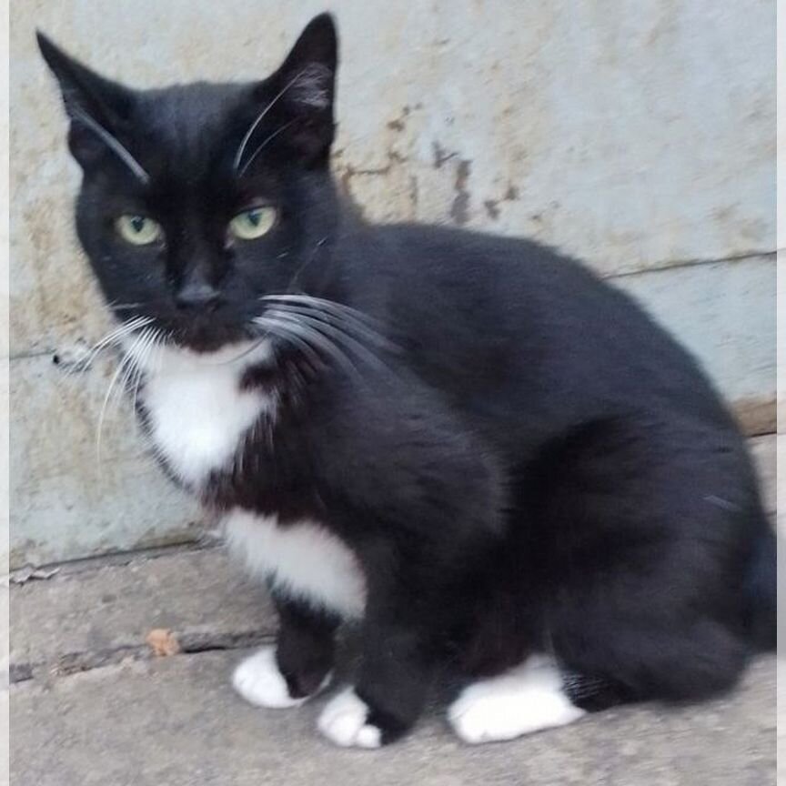 Киса Багира заболела-её выбросили/молодая,ласковая