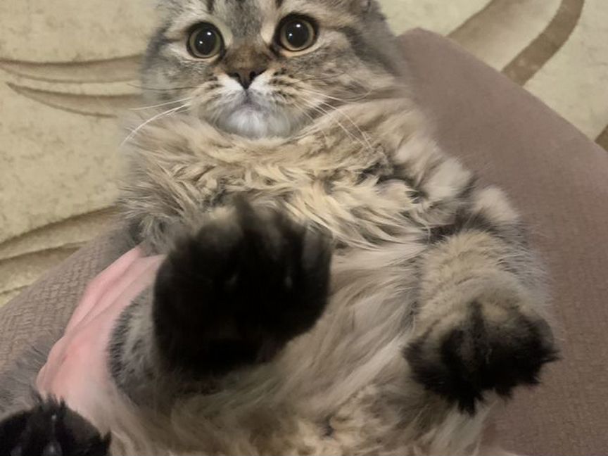 Отдам котенка в добрые руки породистые