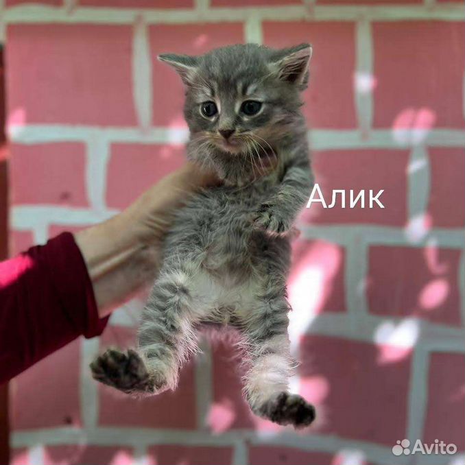 Котята и взрослые котики ищут дом