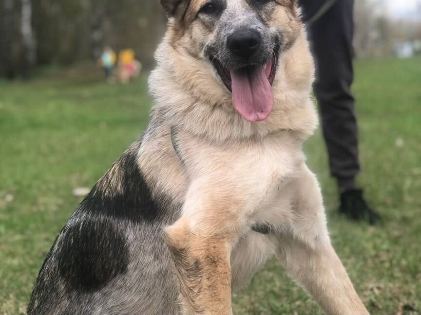 Собака в добрые руки