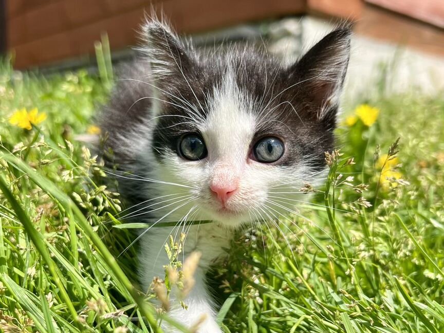 Котята в добрые руки