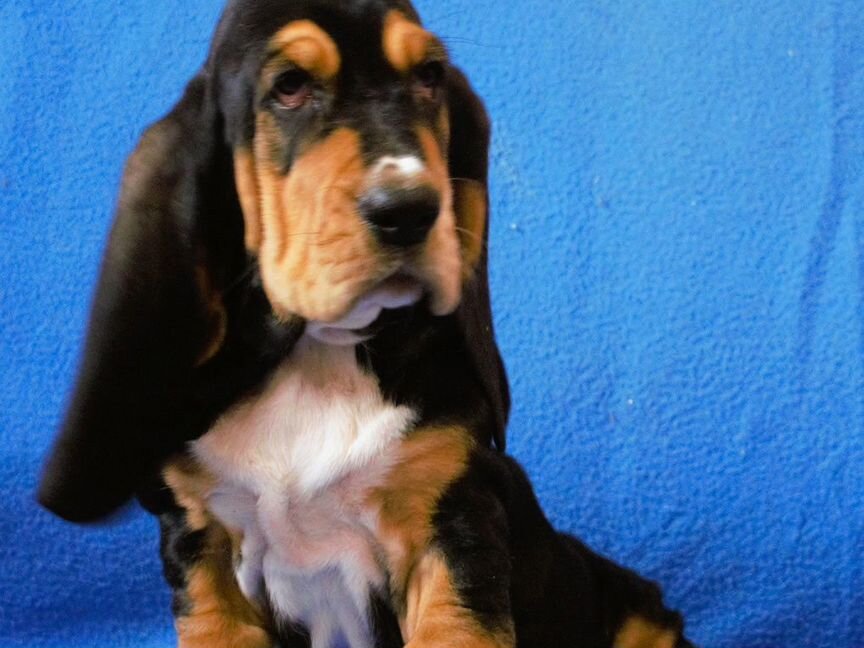 Щенок бассет хаунд