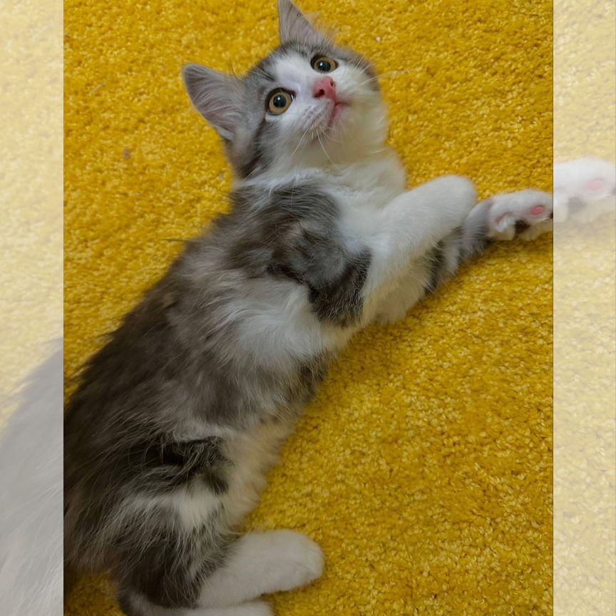 Котёнок в добрые руки