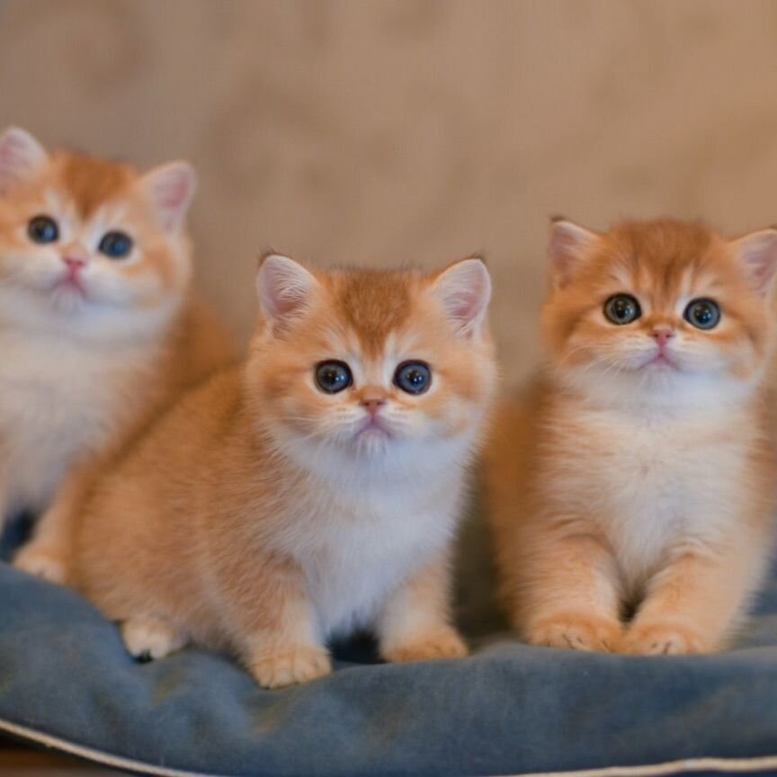Британские котята