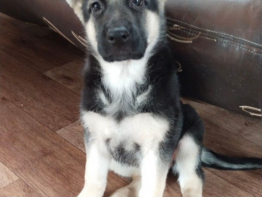 Восточноевропейская овчарка