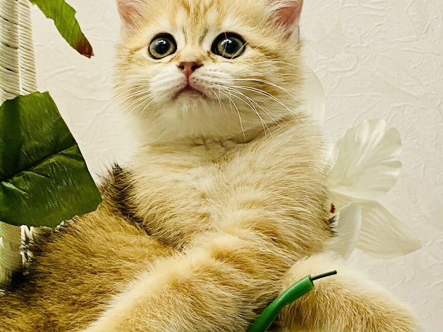 Котенок британская золотая шиншила