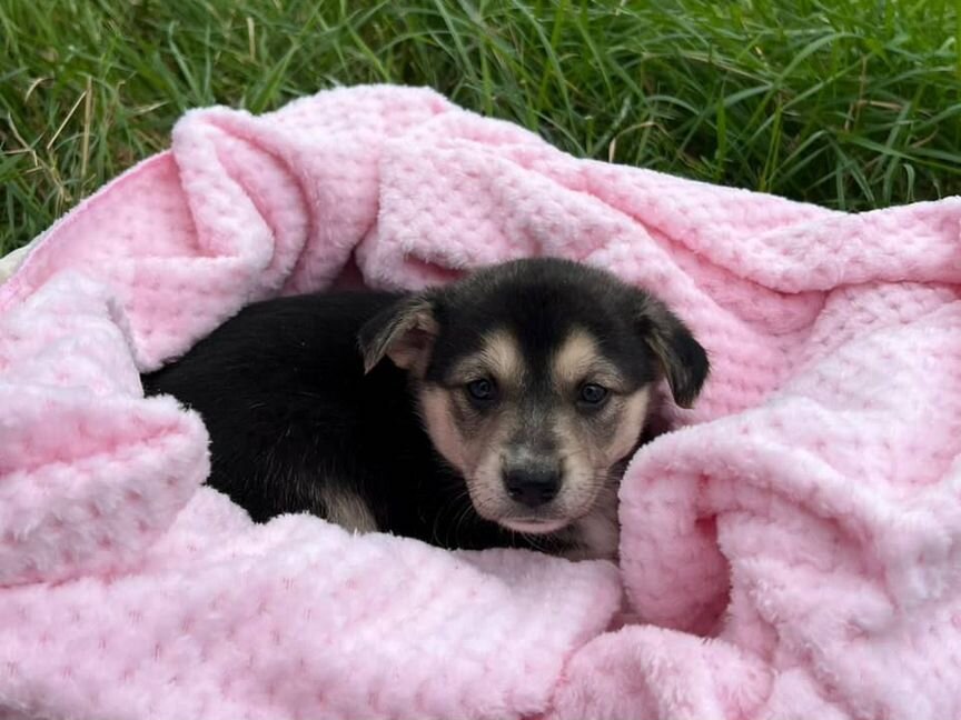 Собака в добрые руки отдам бесплатно