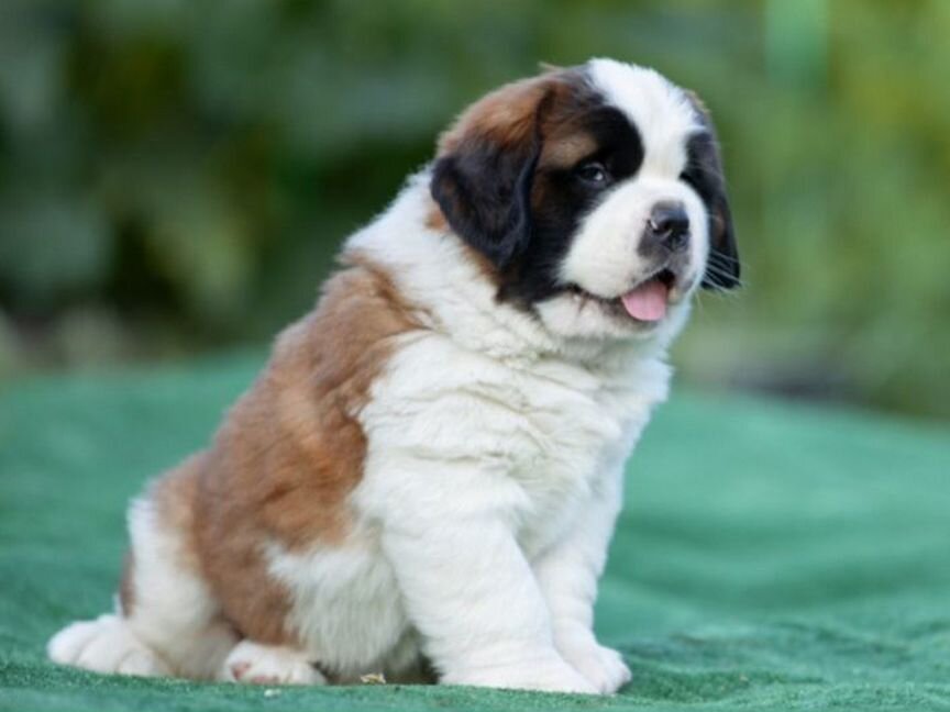 Щенок сенбернара