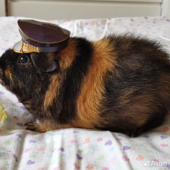 Морская свинка тедди