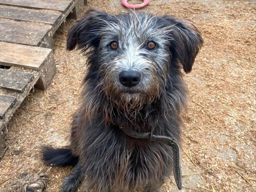 Собака ищет семью, в добрые руки