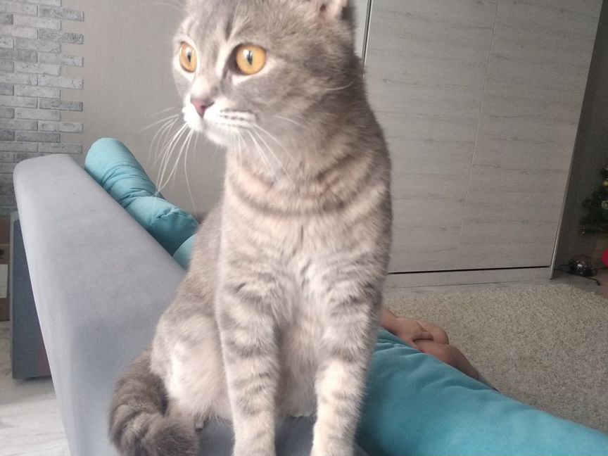 Котята от британки и вислоухого шотландца