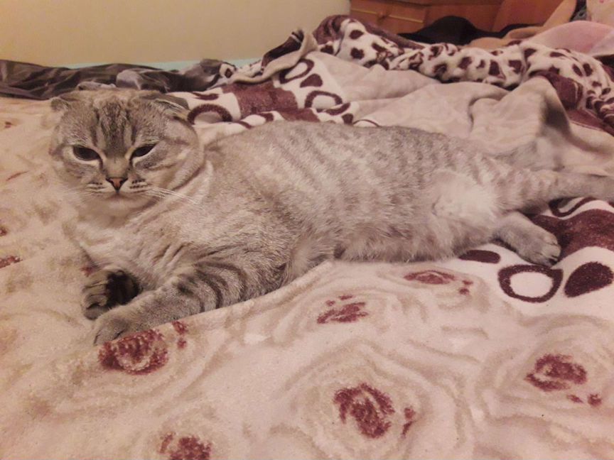 Вязка шотландского вислоухого кота