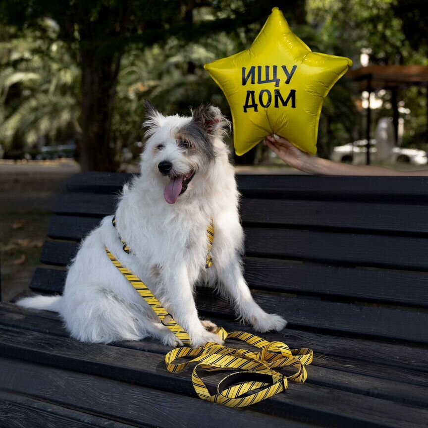 Собака ищет дом