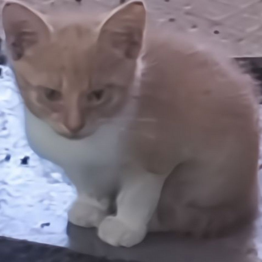 Котёнок в добрые руки