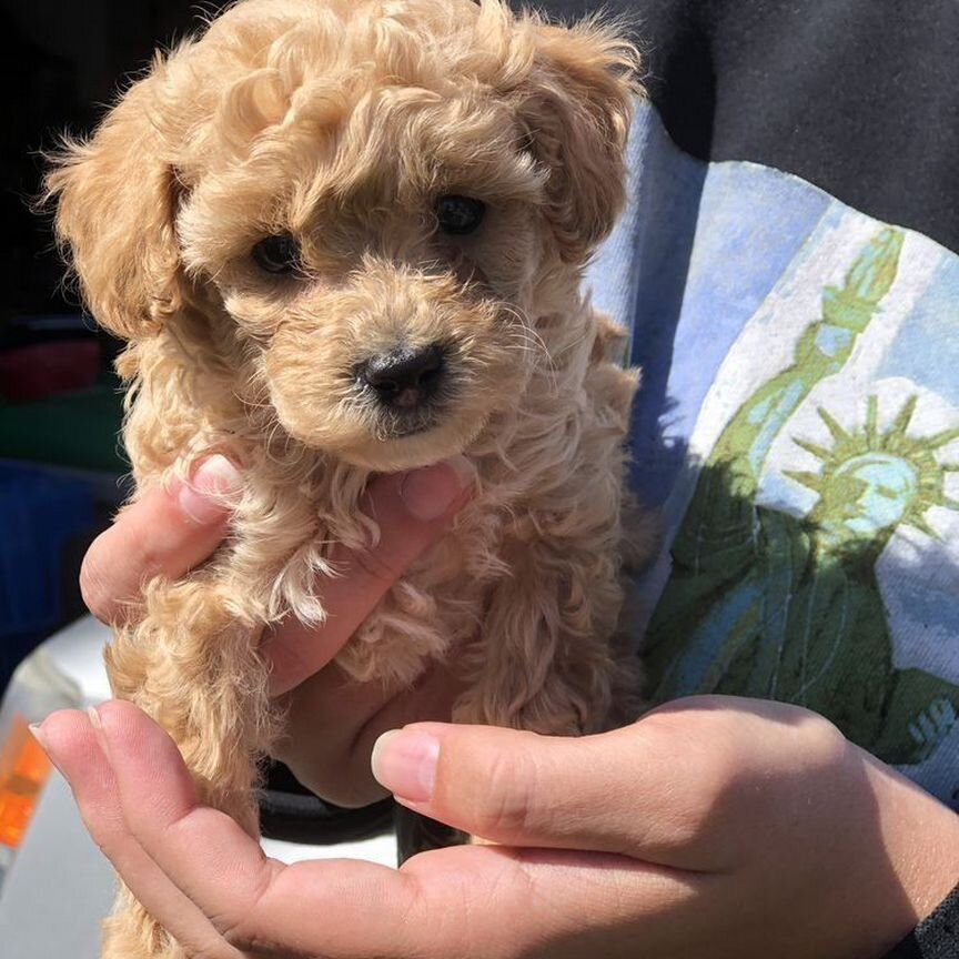 Пудель той мальчишки в Москве