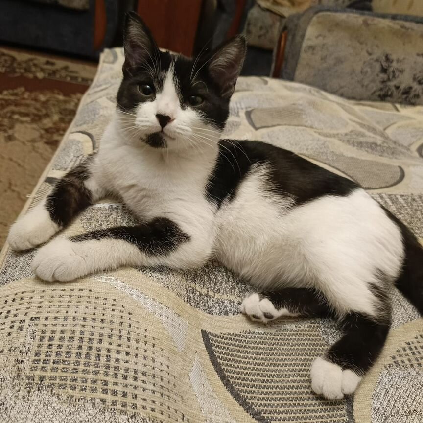 Кошечка может оказаться на улице