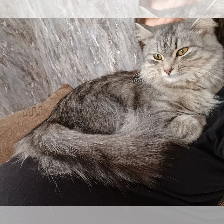 Отдам в добрые руки домашнюю кошку