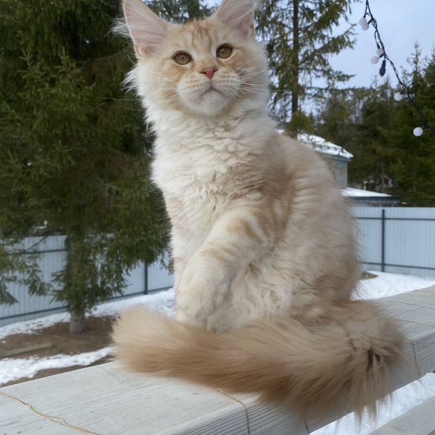 Котеннок мейн-кун