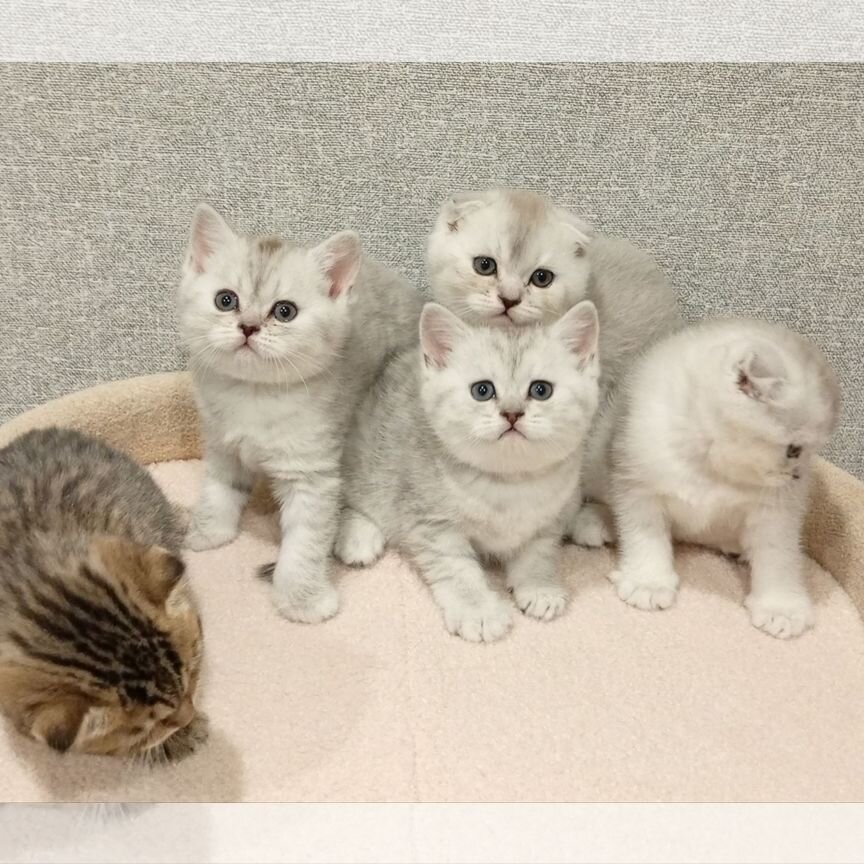 Шотландский вислоухий короткошёрстный котёнок