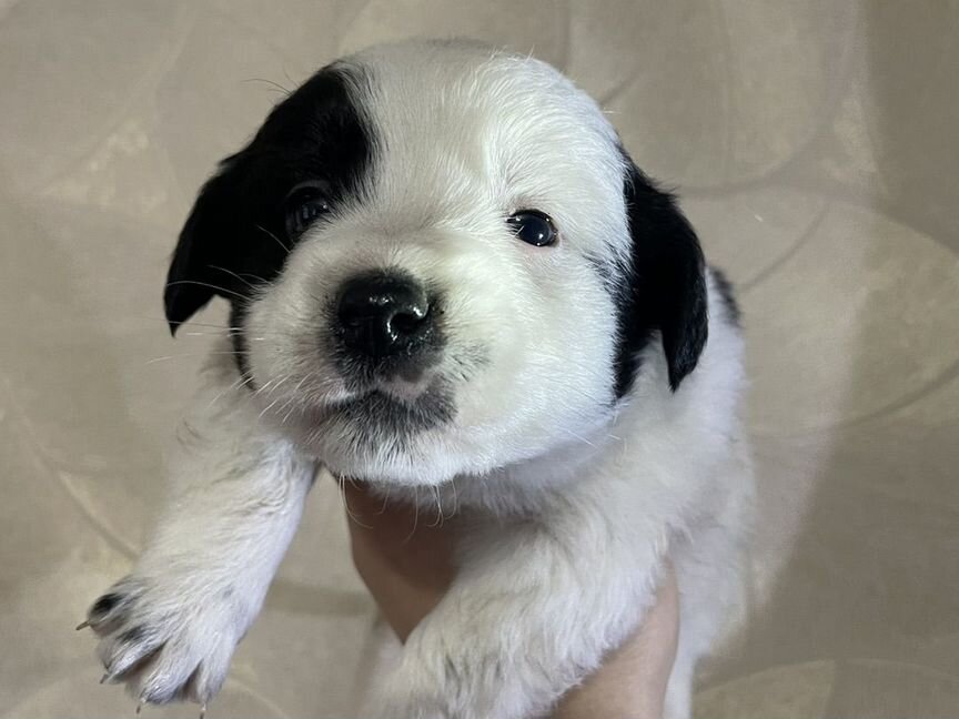 Щенки беспородные