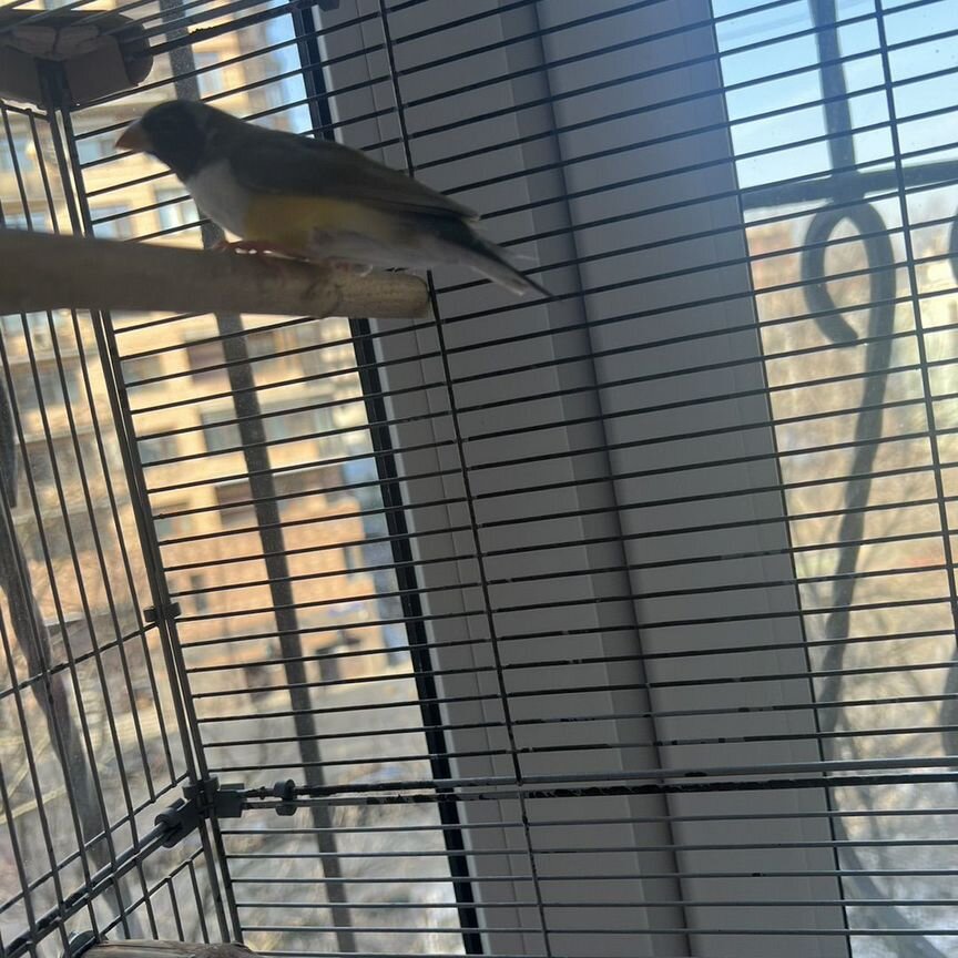 Амадины гульда