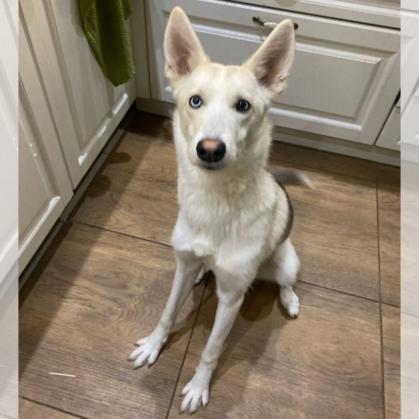 Лайка, щенок