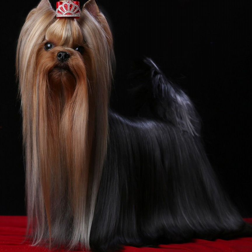 Йоркширский терьер, щенок