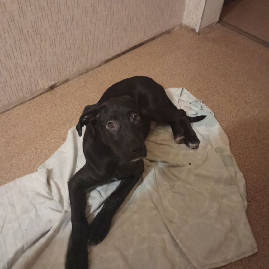 Собака в добрые руки отдам бесплатно