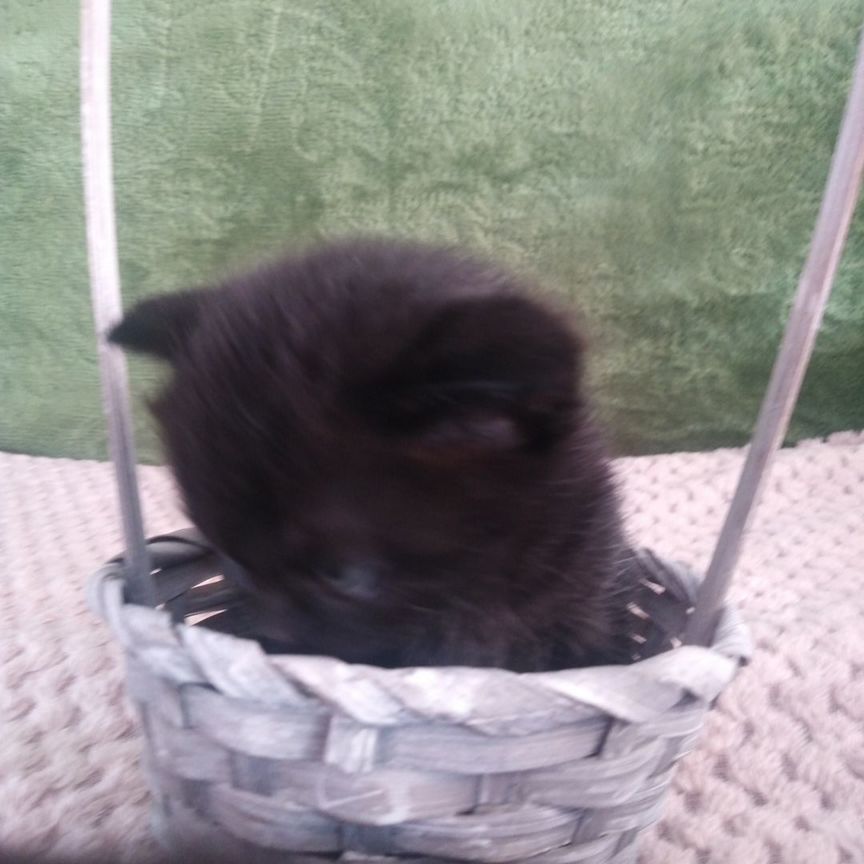 Трое котят от вислоухой пародистой кошки