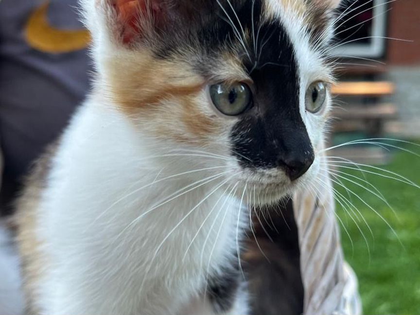 Котята в добрые руки бесплатно