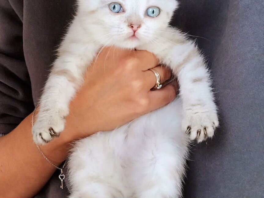 Кошечка колор поинт с голубыми глазами