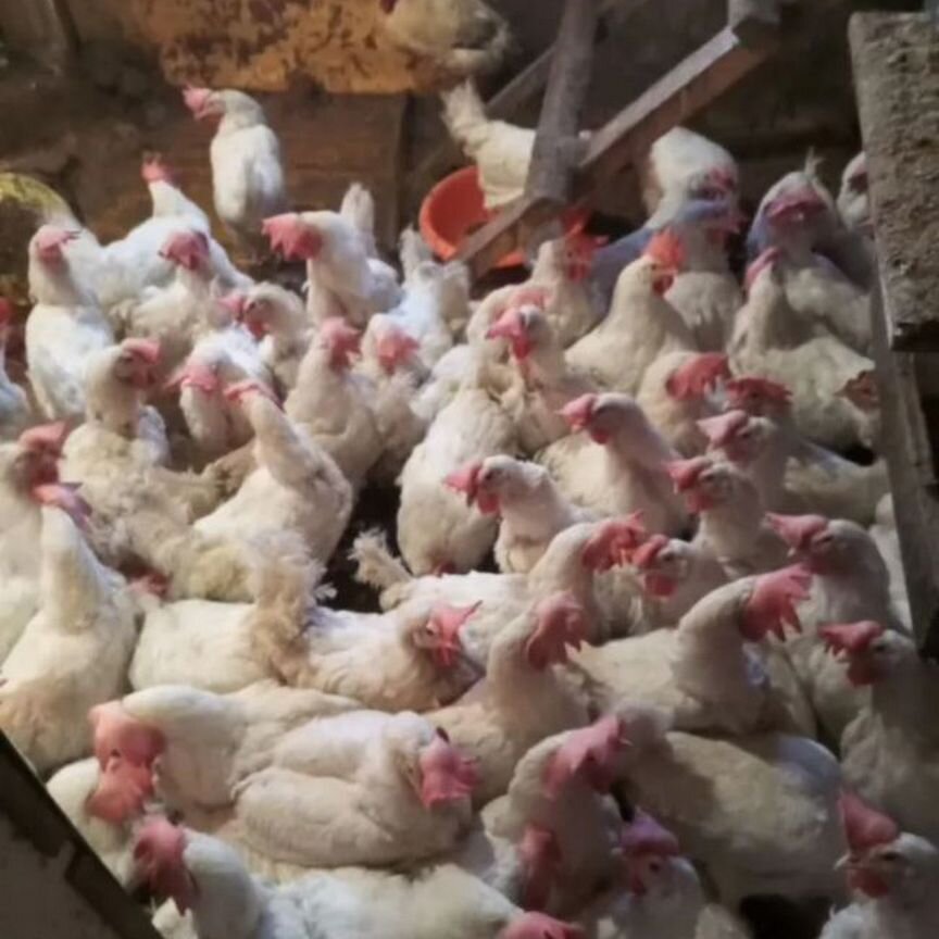 Куры несушки