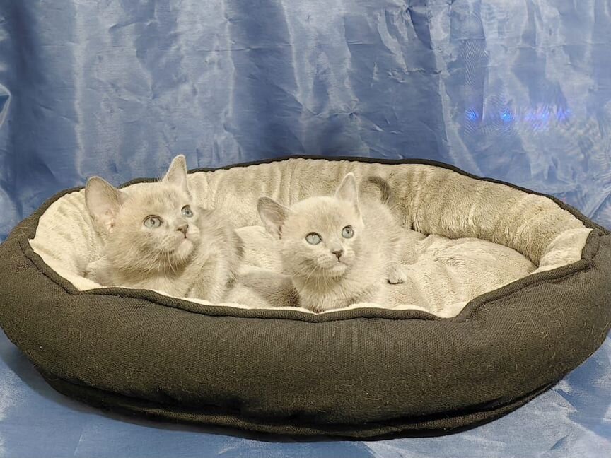 Лиловы и голубые котята