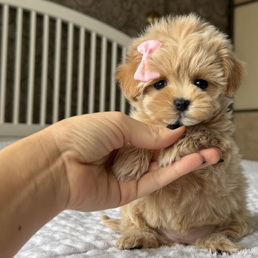 Мальтипу, щенок