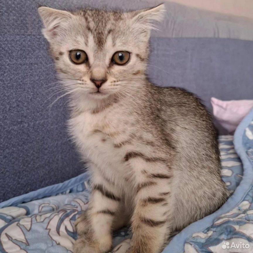 Котенок вислоухий серебристая шиншилла