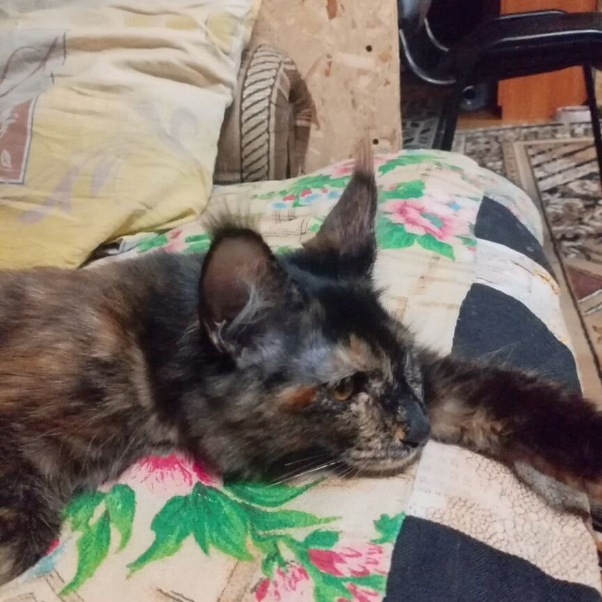 Котенок мэйнкун