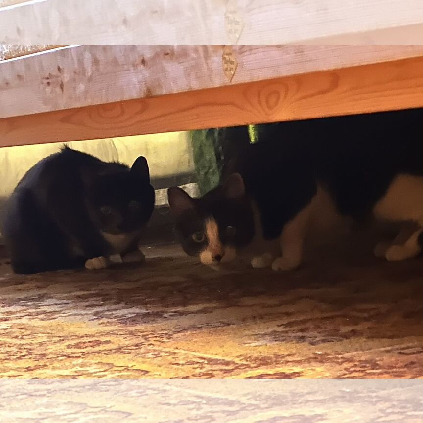 Взрослая, кошка в добрые руки